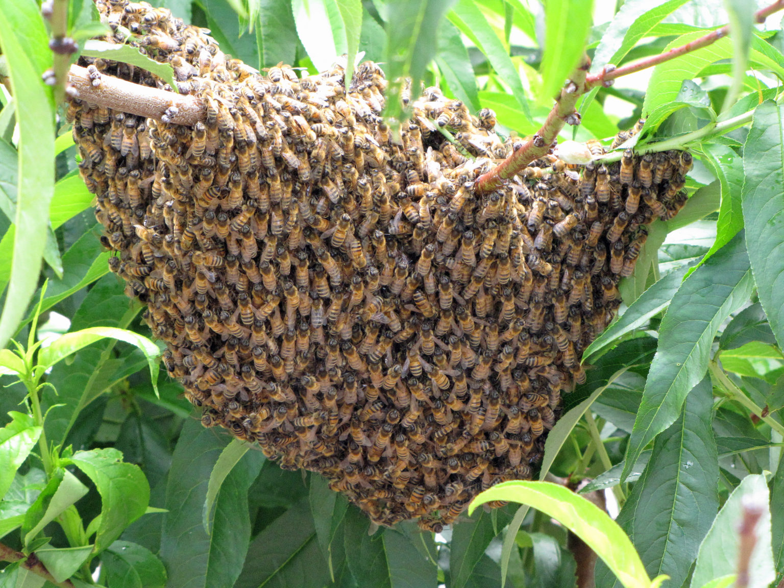 All about honeybees