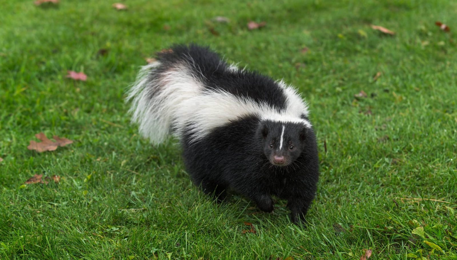 Skunks of the U.S. - Welcome Wildlife