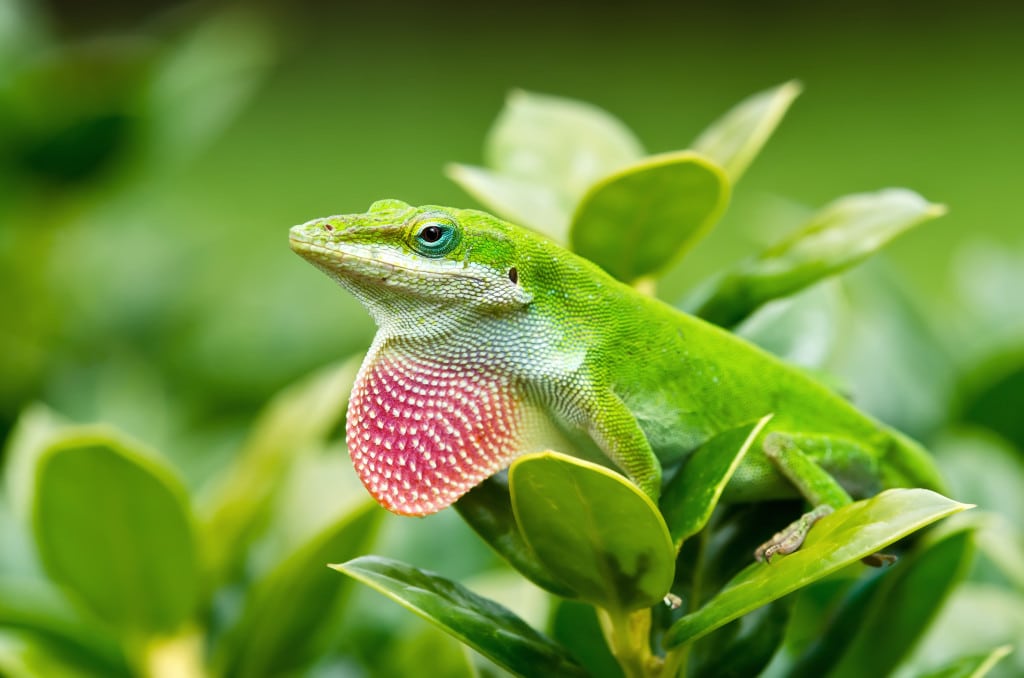 In your yard: lizards