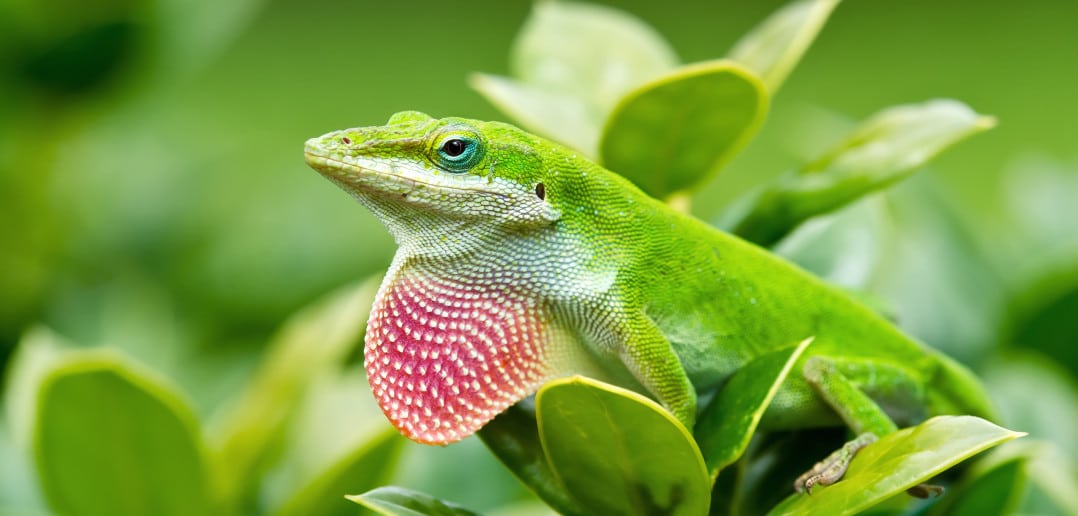 In your yard: lizards