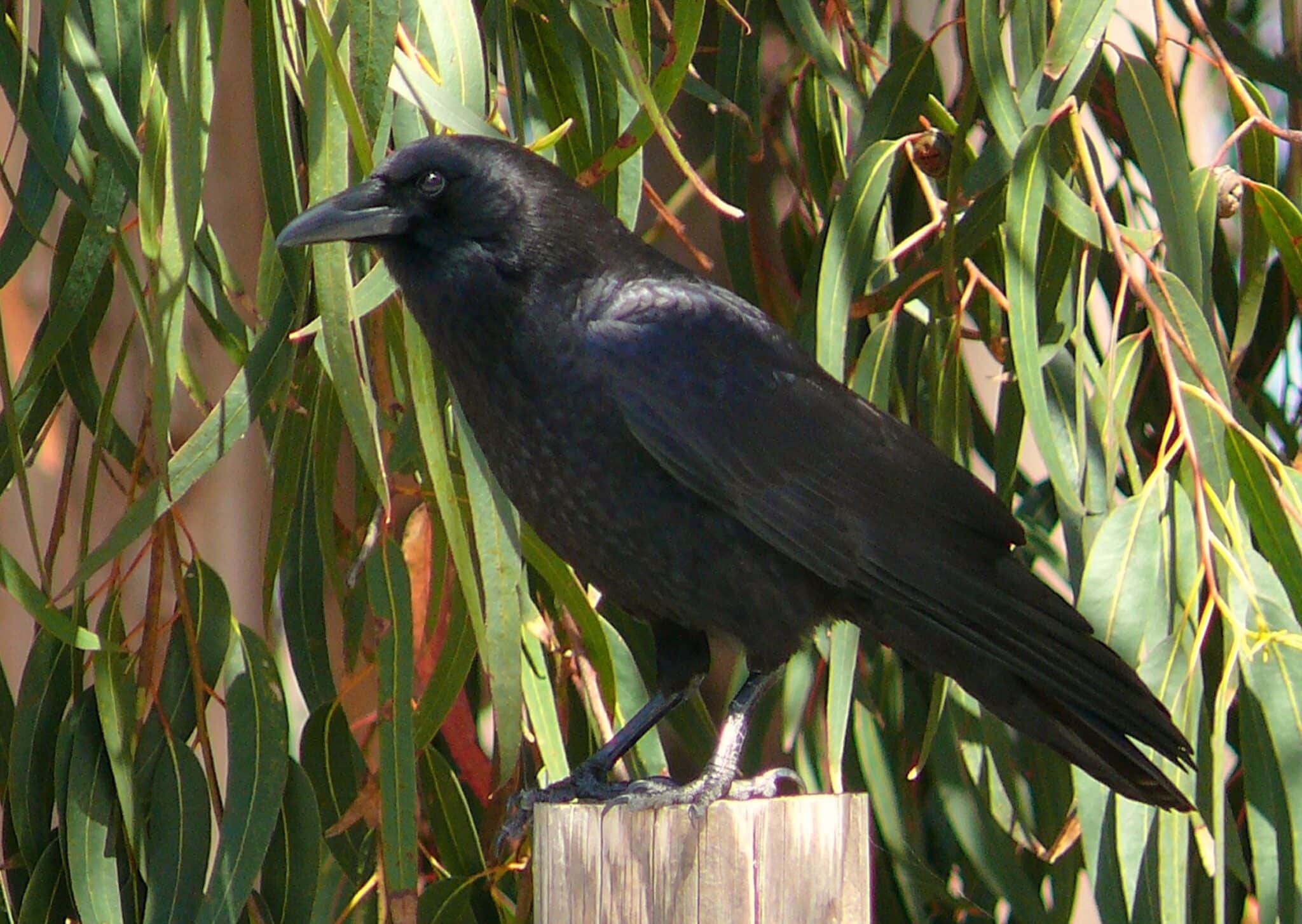 In your yard: 27 birds to look for