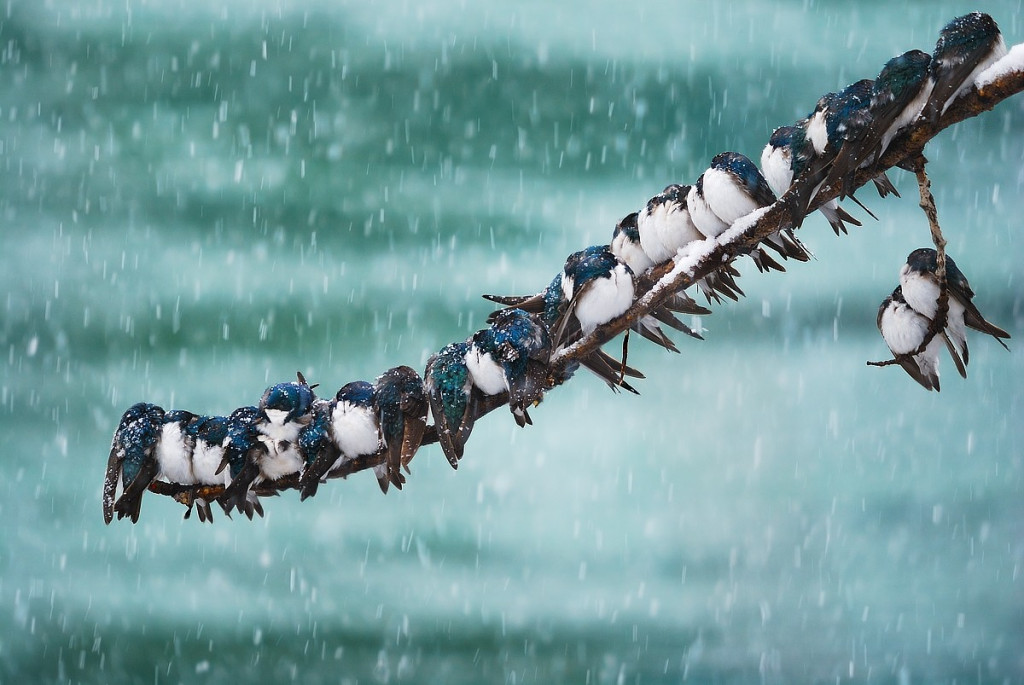All about birds