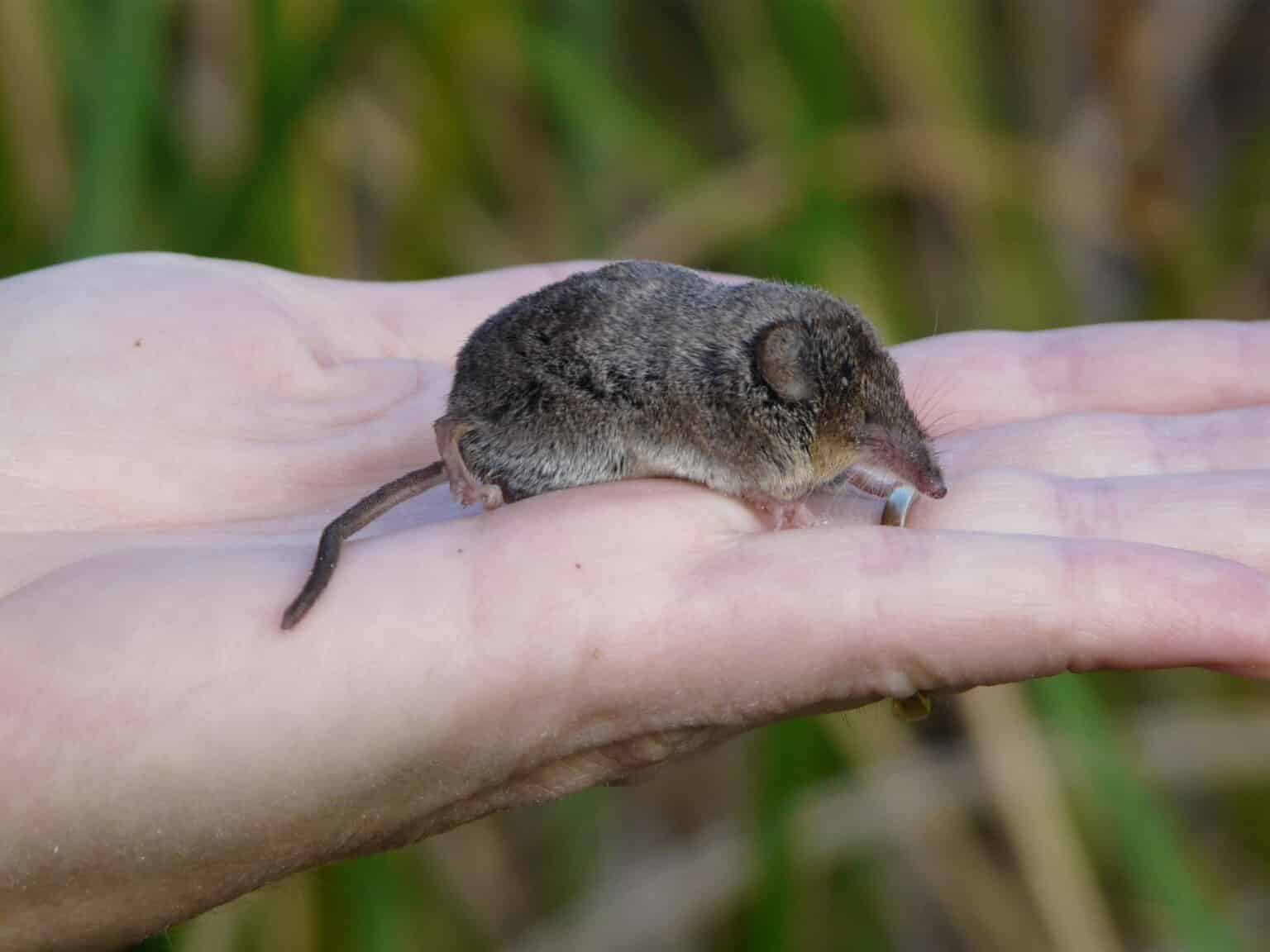 Diversity among similar-looking small rodents