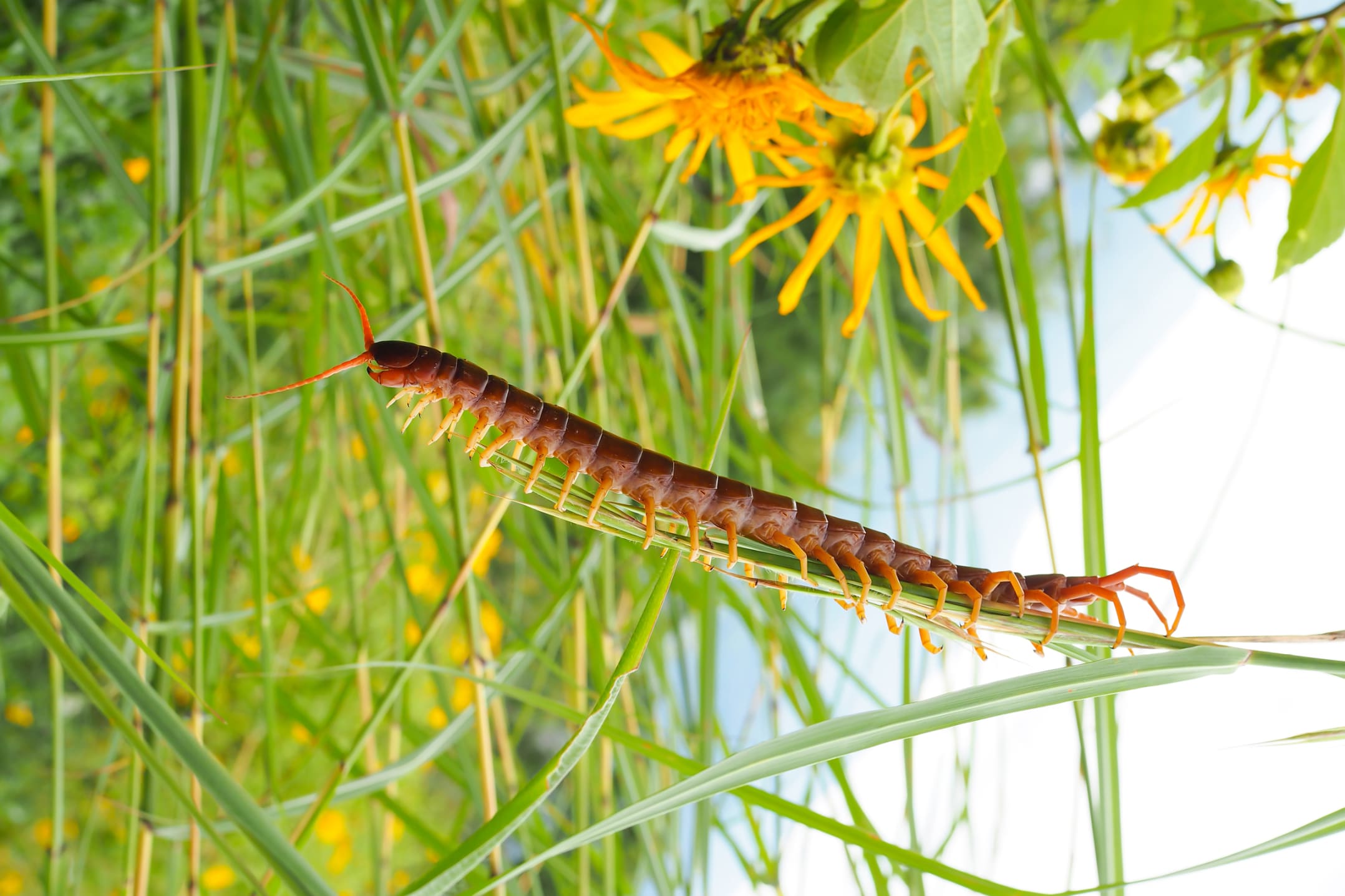 In your yard: centipedes