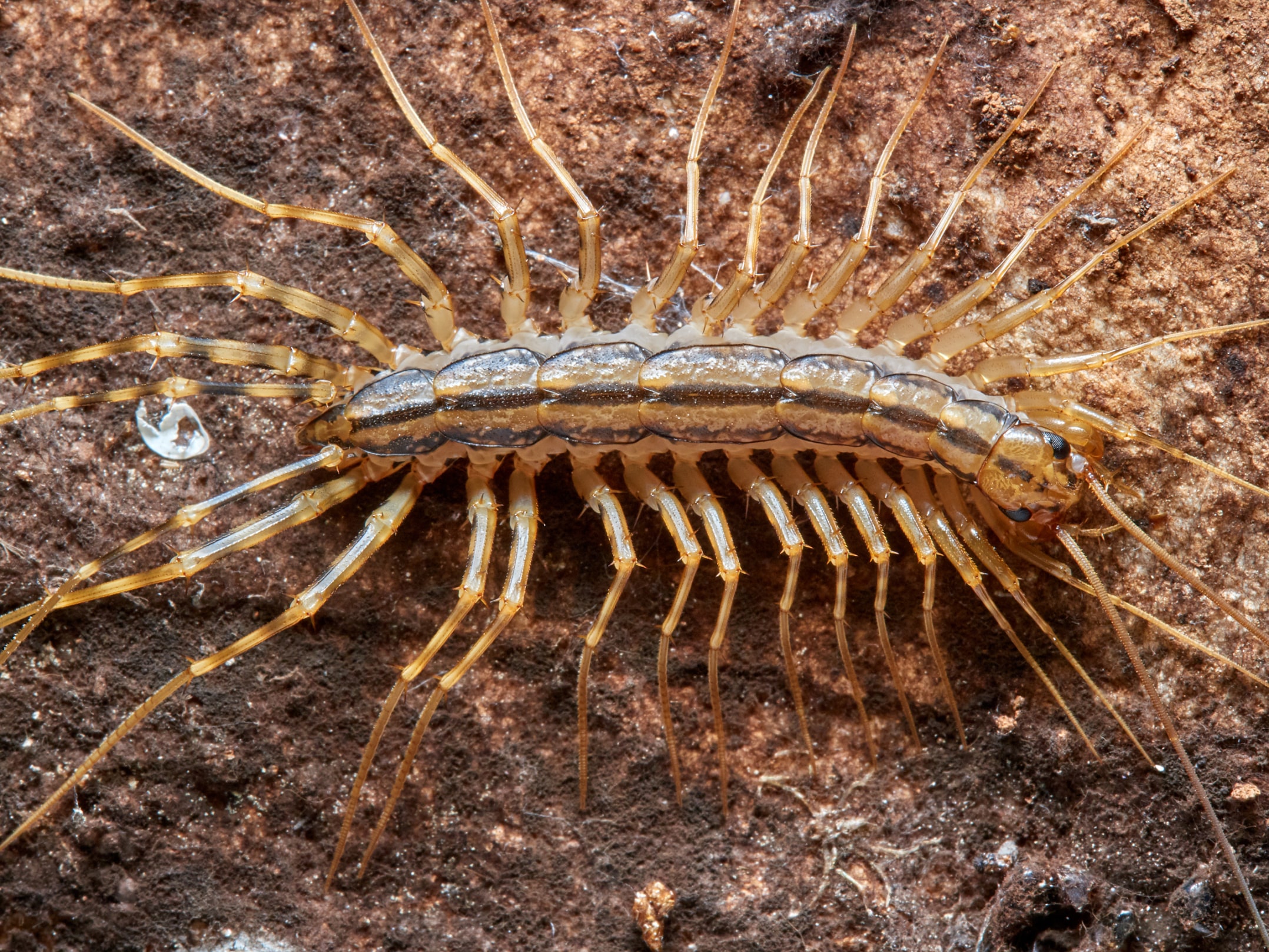 In your yard: centipedes