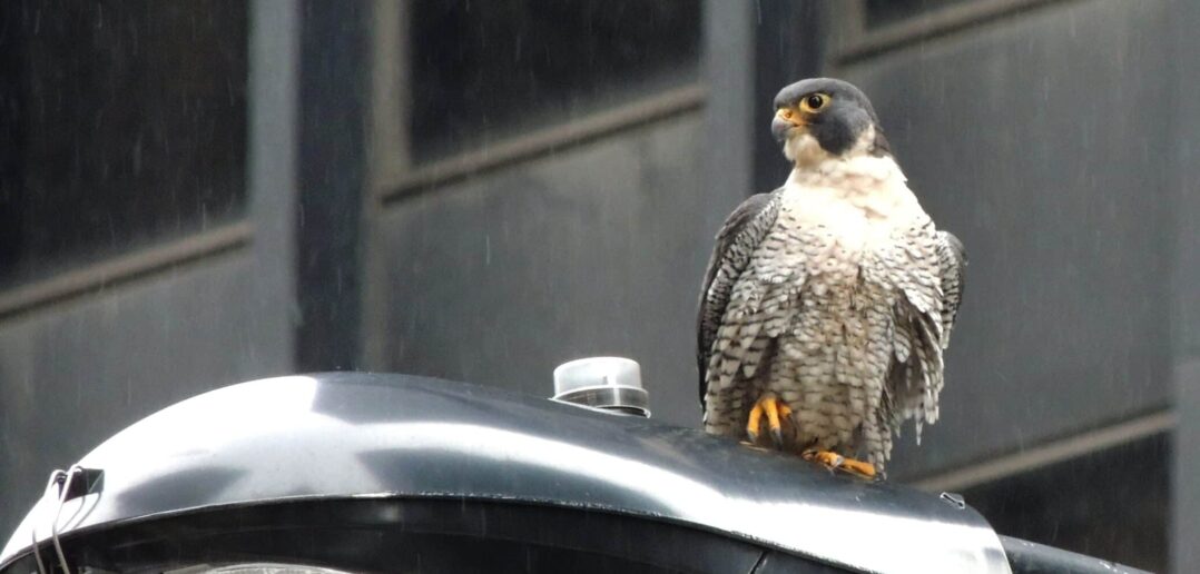 Living wild in the city: wildlife is everywhere